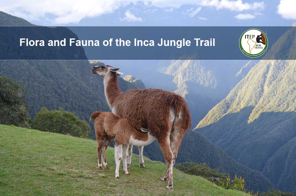 Flora and Fauna along the Inca Jungle Trail to Machu Picchu